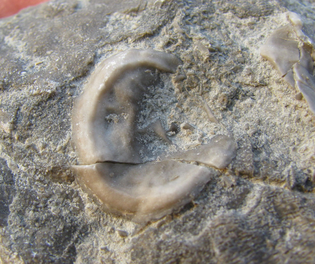 Views of the Mahantango: Pedicle valves from an inarticulate brachiopod?