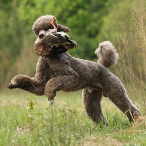 Pretty Pooches Points Of View!: Spotlight on the Standard Poodle