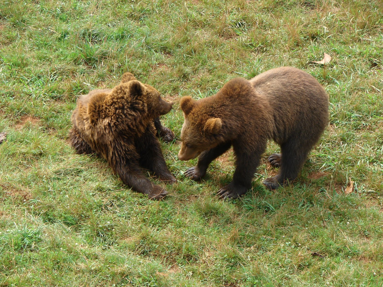 Taxonomía Chordata: Mamíferos (de Ursus arctos a Zalophus wollebaeki)