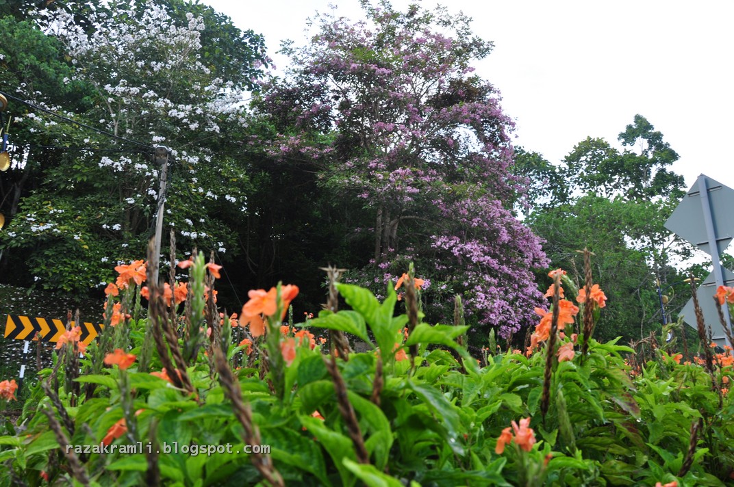 Fotografi merakam sejarah: Pokok Bunga Bongor sedang berbunga.