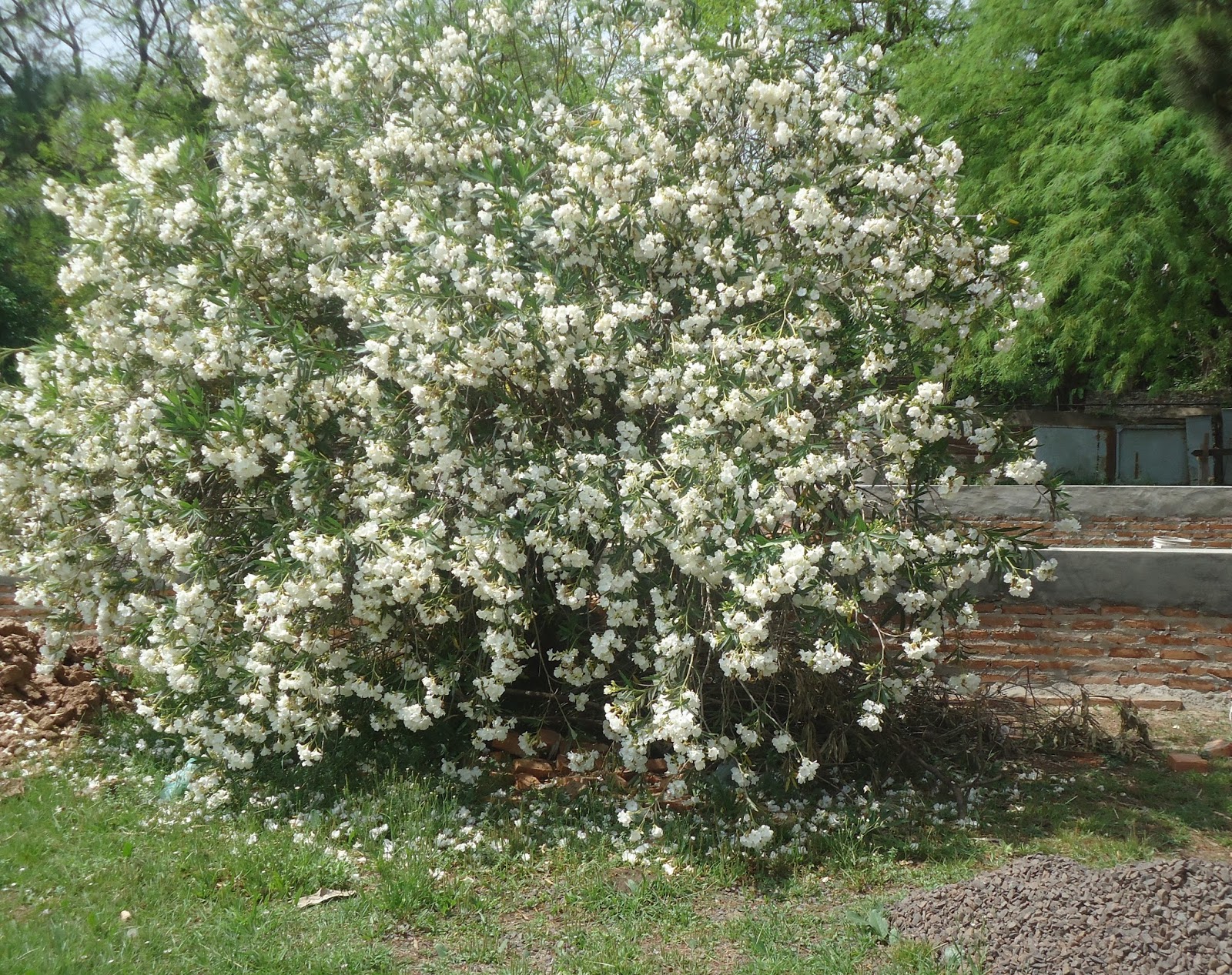 v e r d e c h a c o: Adelfa / Laurel de jardín