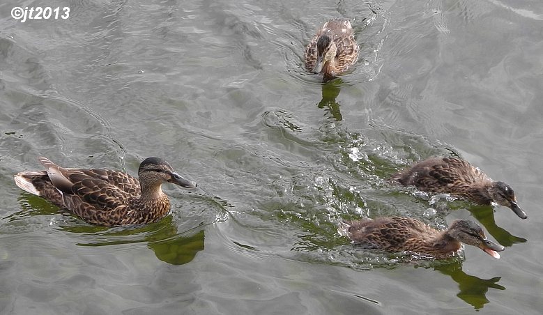 Simply Superb Swans: Delightful Ducks