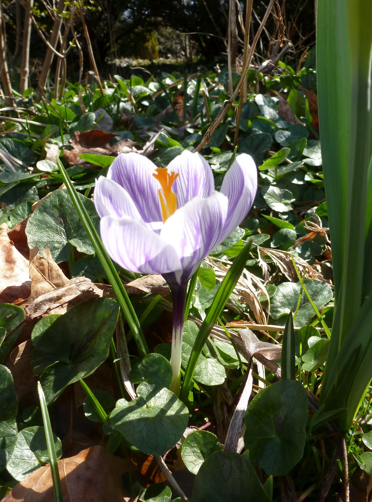 Jarvis House: Early Spring 2012 Flowers in the Jarvis House Garden