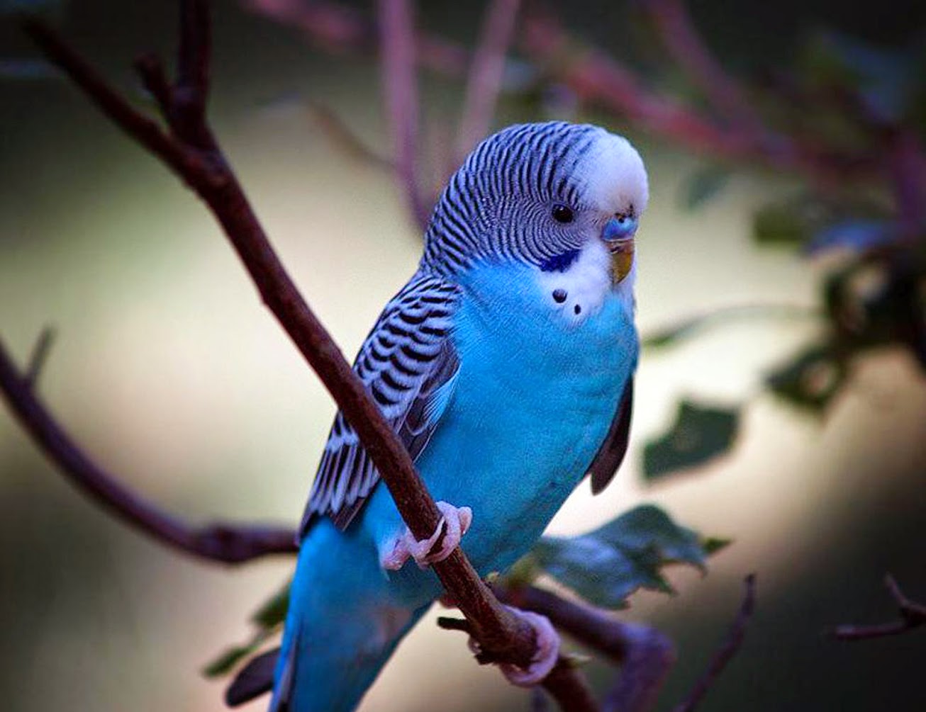 burung | macam macam jenis burung