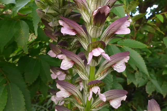 La Fleur du Dimanche: L’acanthe, l'attente de l’hirondelle qui griffe ...