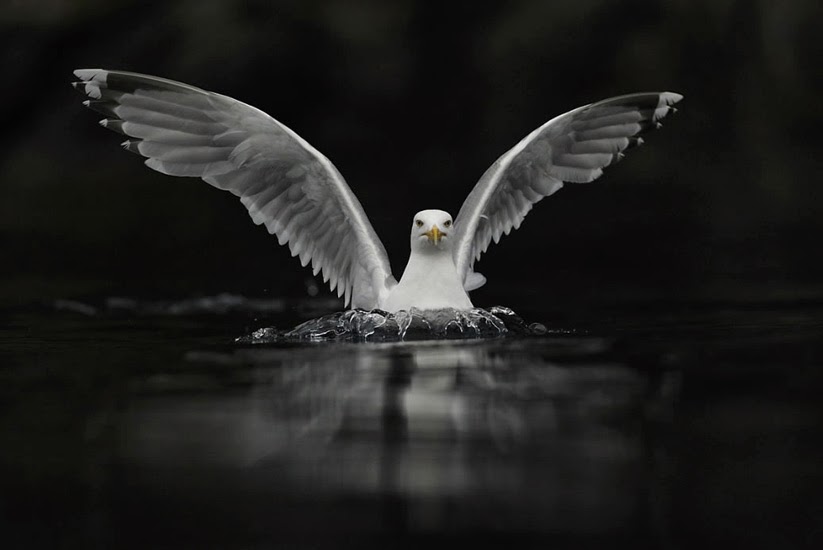 Florilège: VINCENT MUNIER - PHOTOGRAPHE - FRANCE