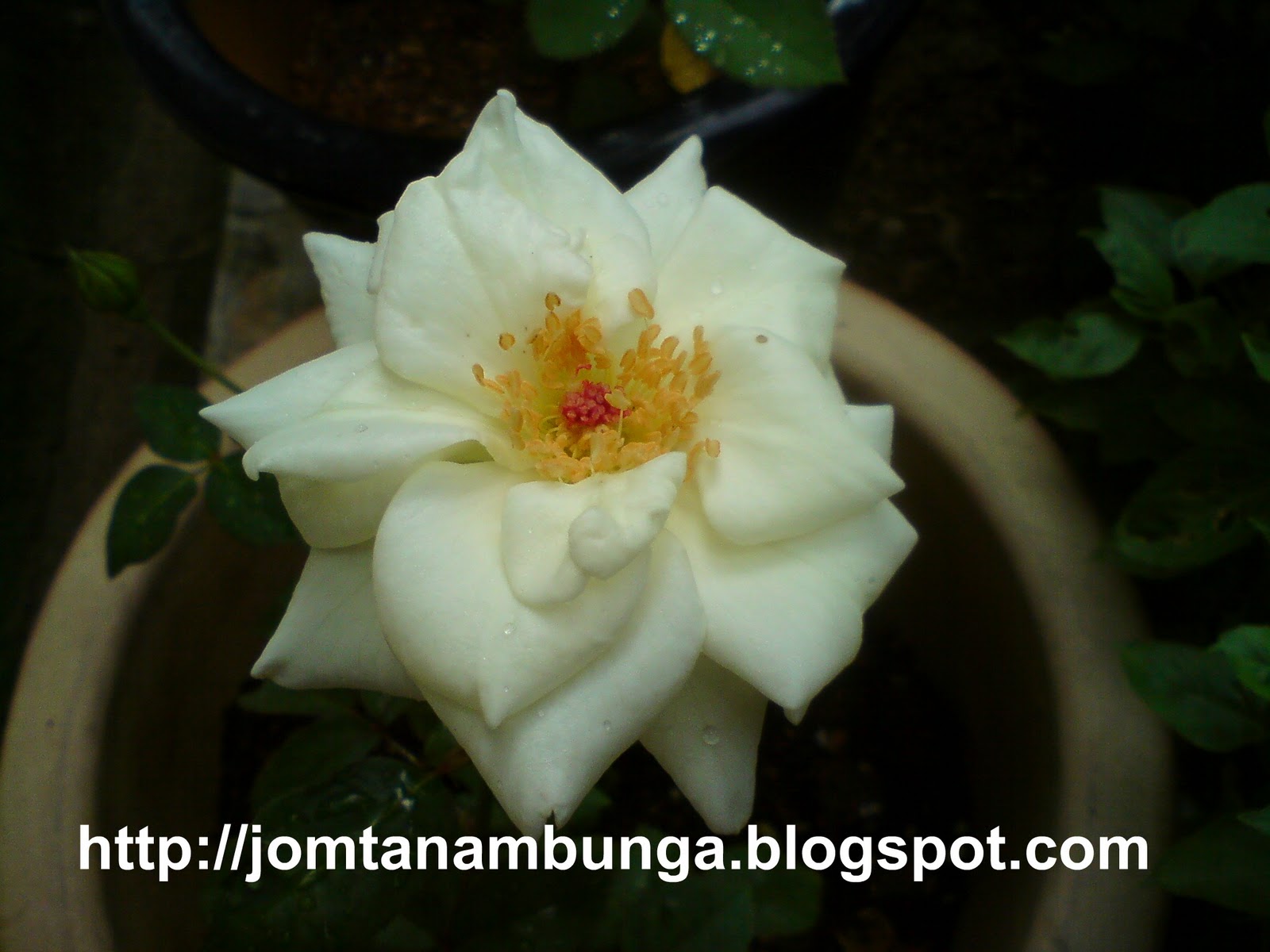 Jom Tanam Bunga: Bunga Ros Si Bunga Popular