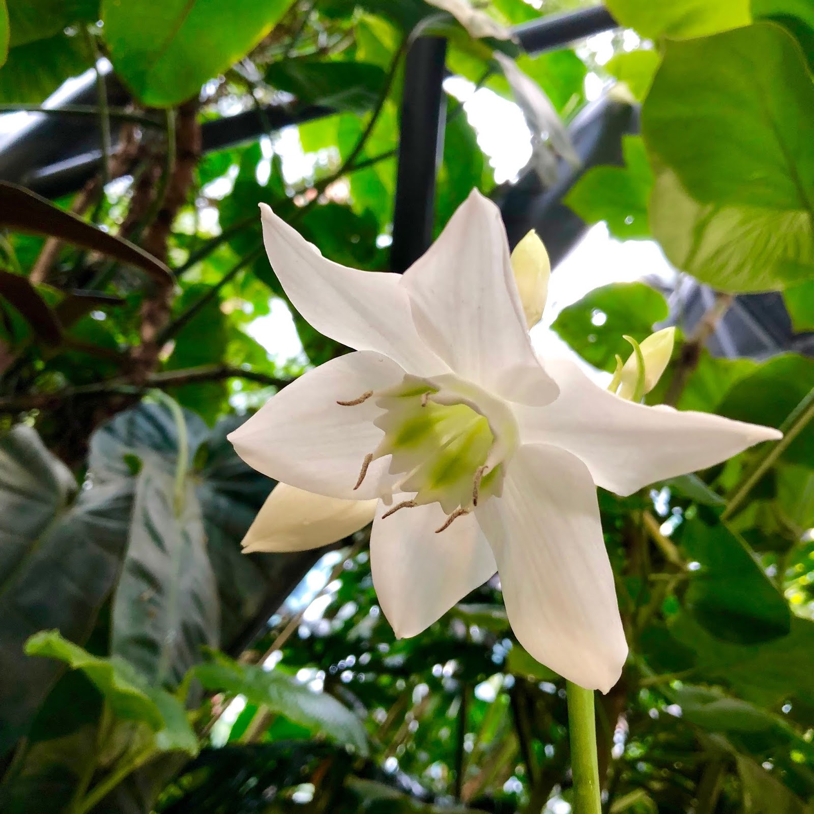 Bonney Lassie: Monkeying Around Inside the Amazon Spheres Part I