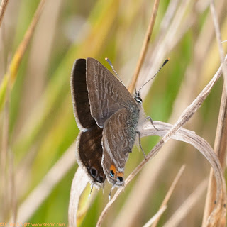 Postcards from Sussex: Hunting the Long-tailed Blue
