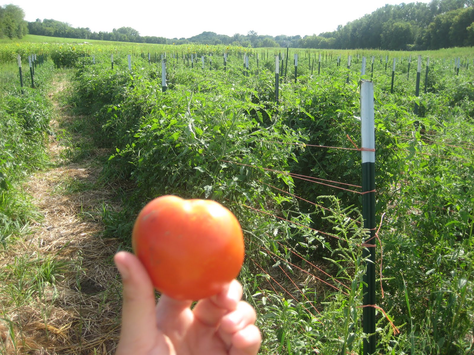 SEEDS Farm: For Communal Farmers