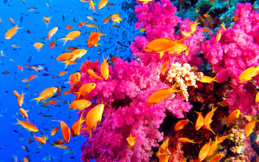 KATWIRANG PAGMAMALASAKIT: Ingatan ang Tahanan ng mga Isda