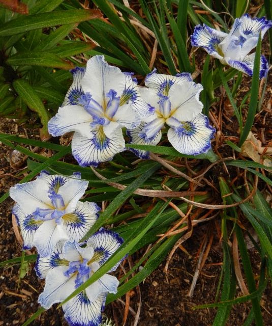 World of Irises: April 2015