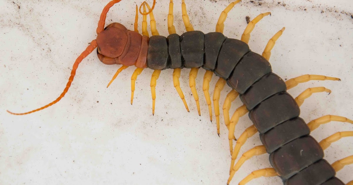 Window on a Texas Wildscape: Wanna see a giant redheaded centipede?