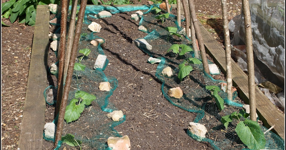 Mark's Veg Plot: Beans under attack!