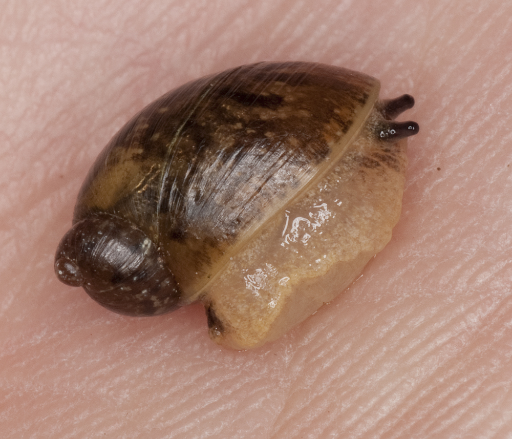 Land Snails and Slugs of Pennsylvania and New York: A Few Interesting ...