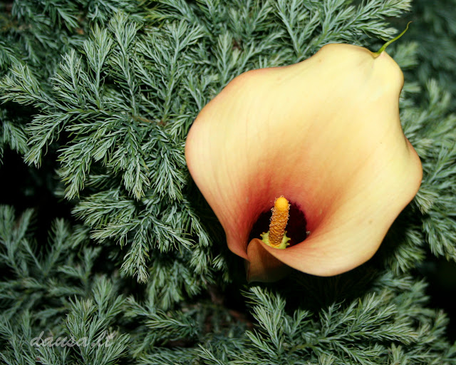 Gilės medis: Spalvotųjų kalijų dauginimas sėklomis