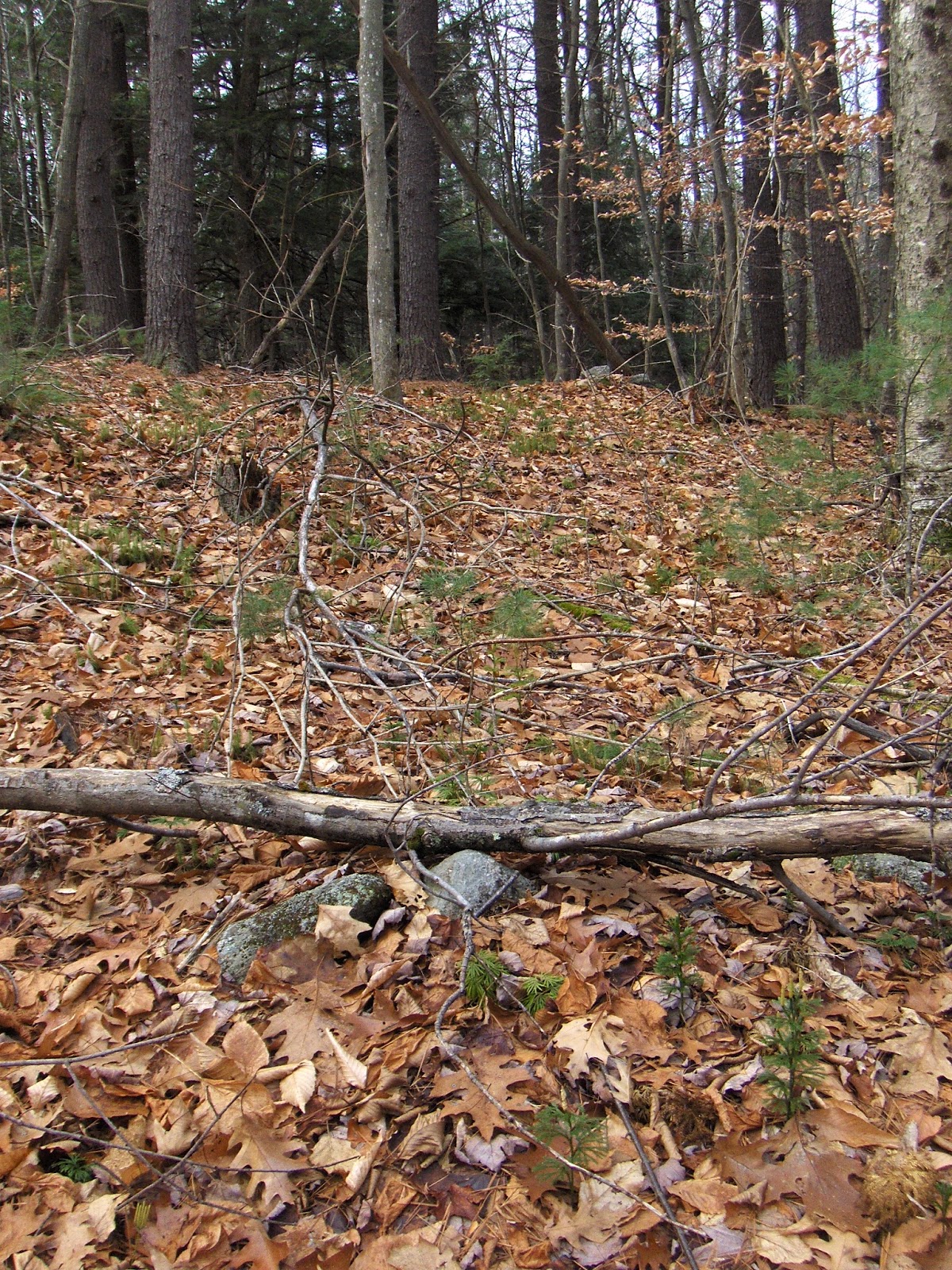 Rock Piles: Another small marker pile site near Wilder Brook