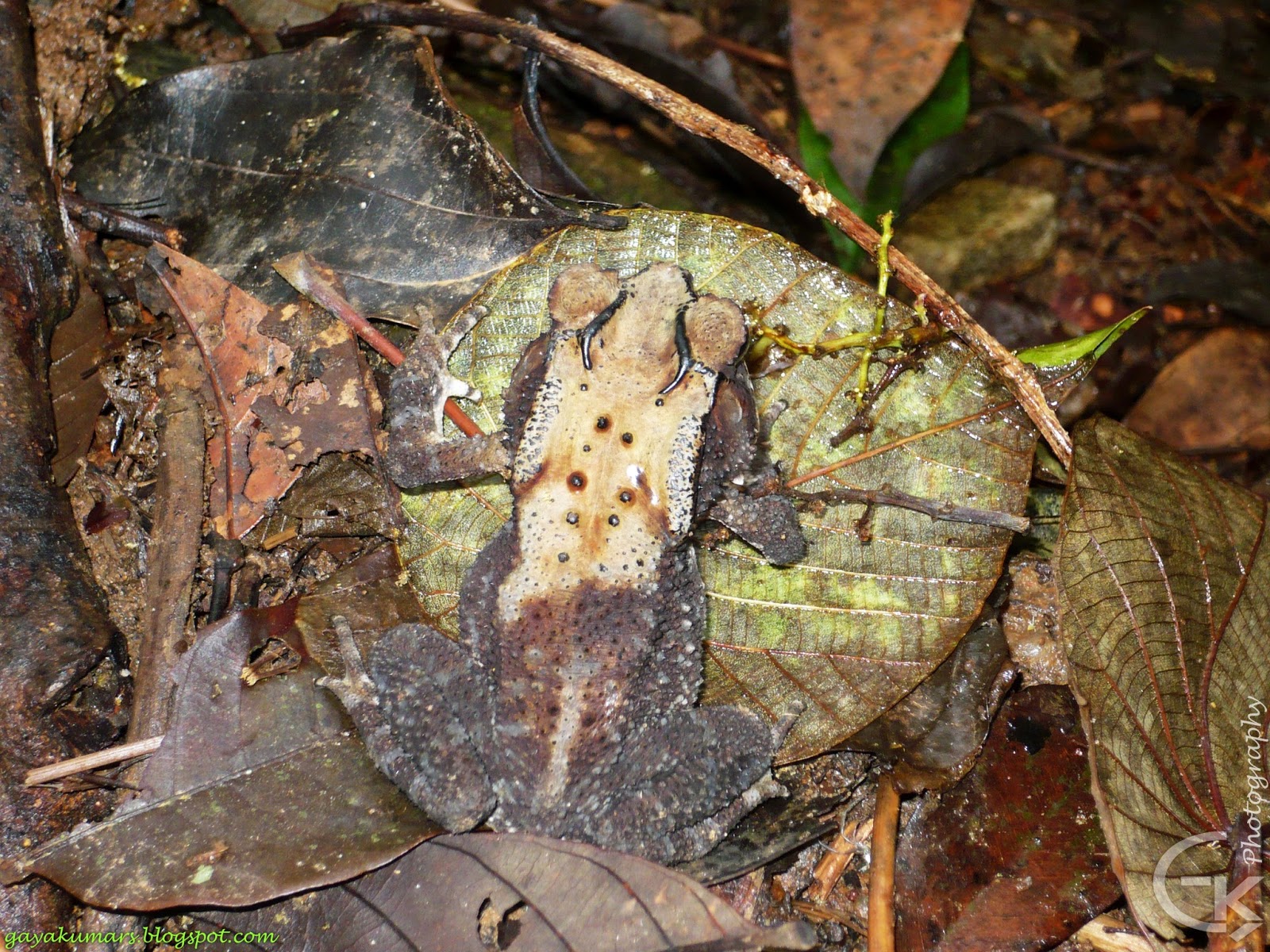 A Trip To PaithalMala: PaithalMala / Vaithalmala