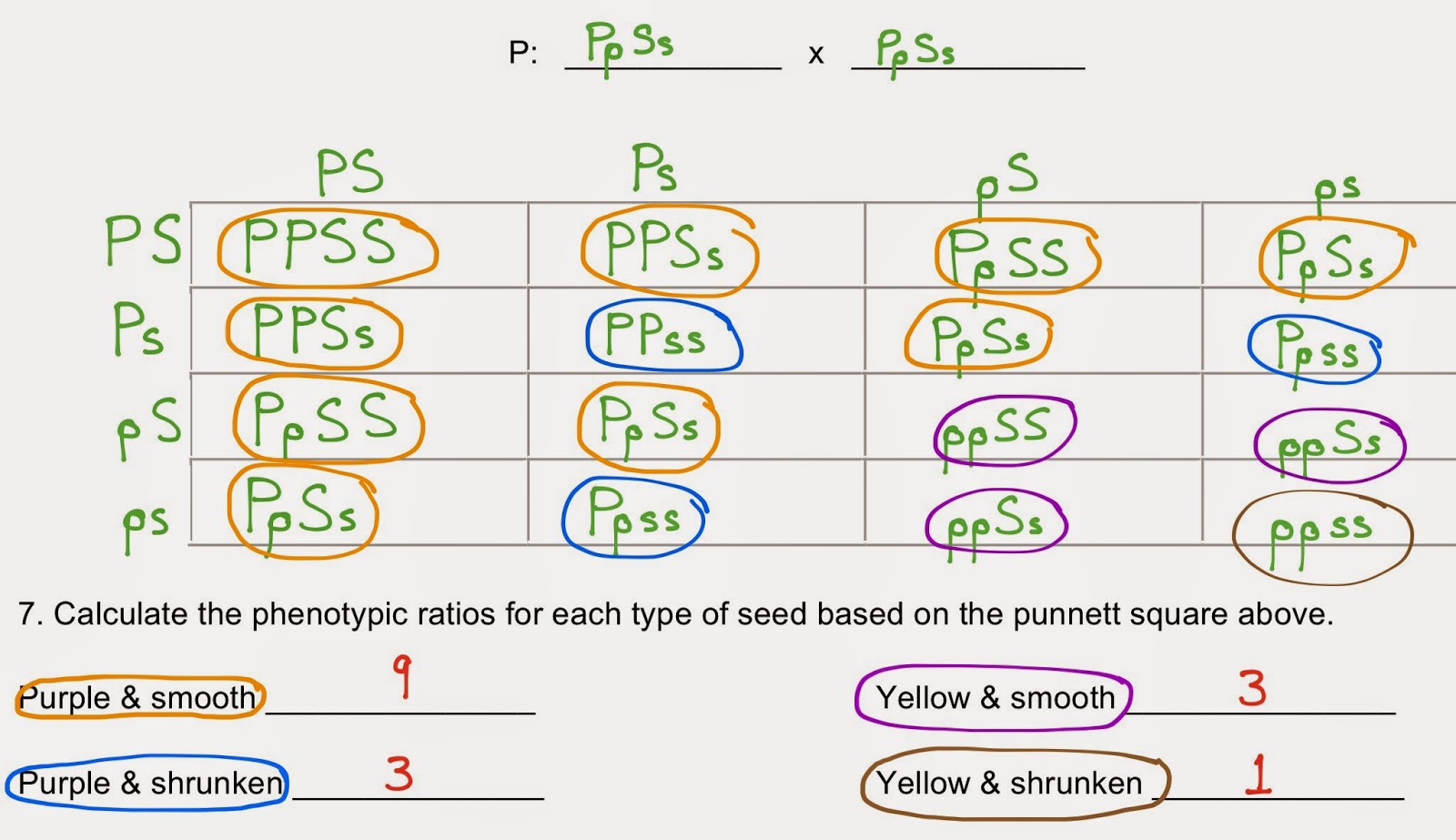 Corn Kernel Genetics Lab Report