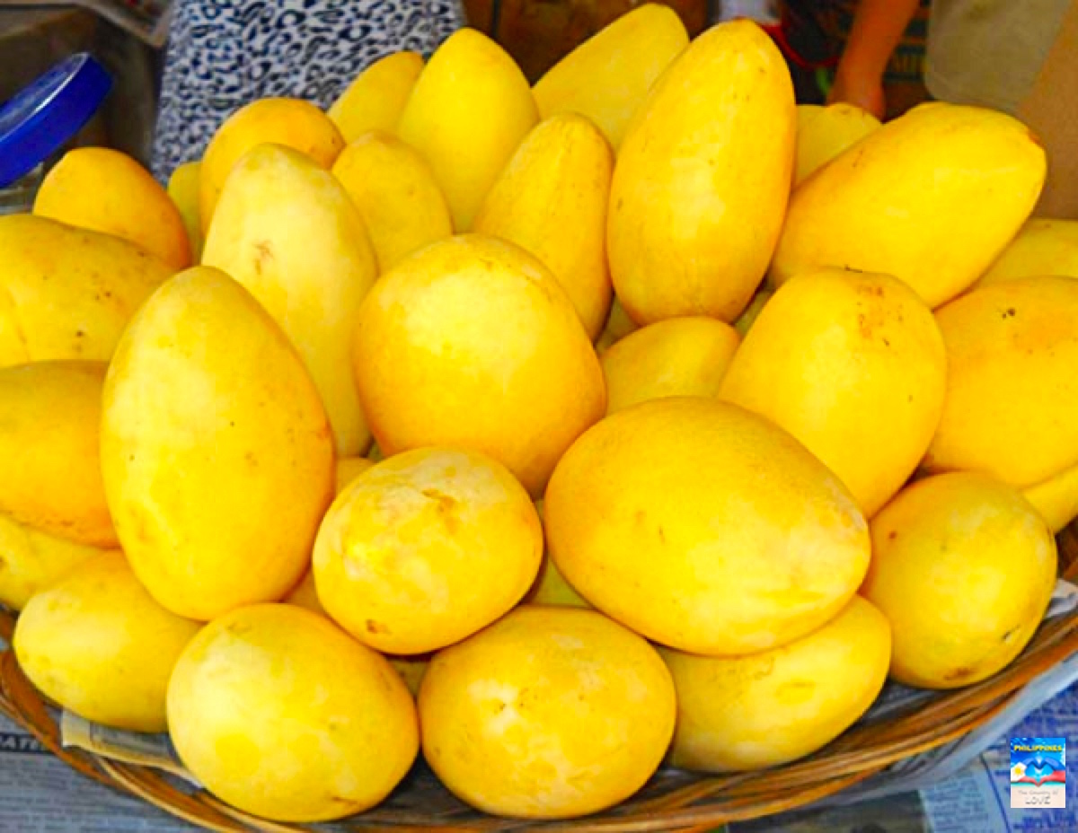 WORLD'S SWEETEST MANGO AND SWEETEST FRUIT - PHILIPPINE CARABAO MANGO