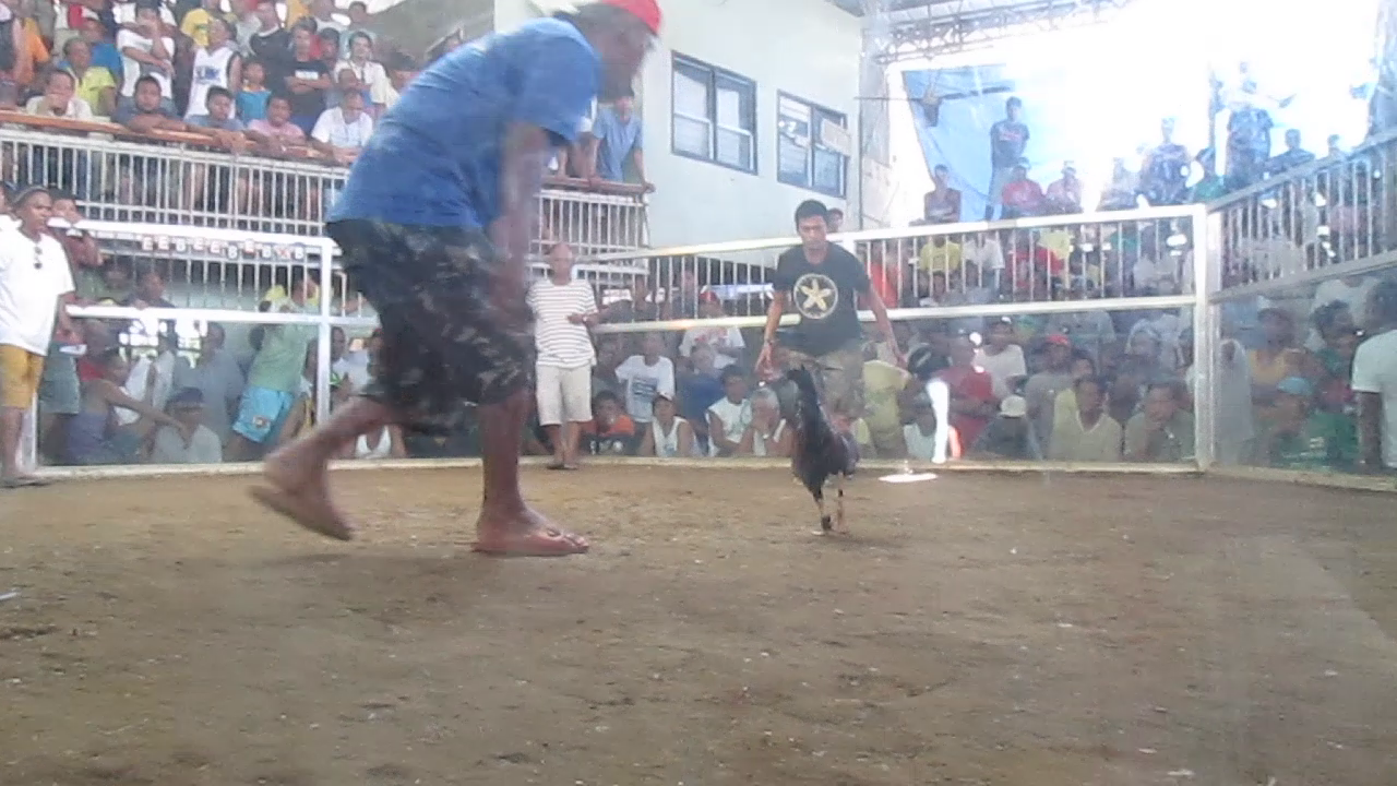 Sabong Pilipinas Fights - Tubigon Cockpit Arena, Bohol Fight # 9 ...