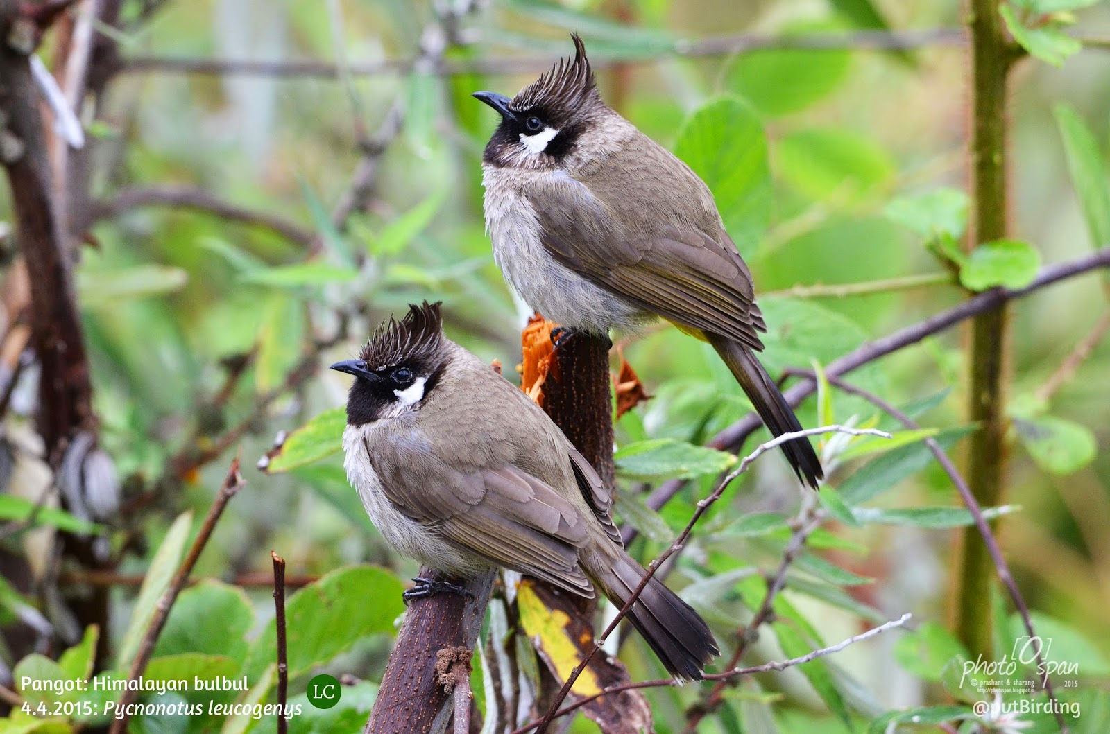 Himalayan bulbul: Pycnonotus leucogenys | Photo Span