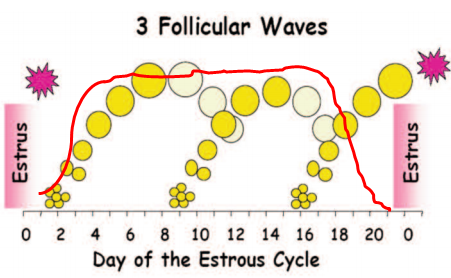 The Oestrus/Estrus Cycle - Vet in Training