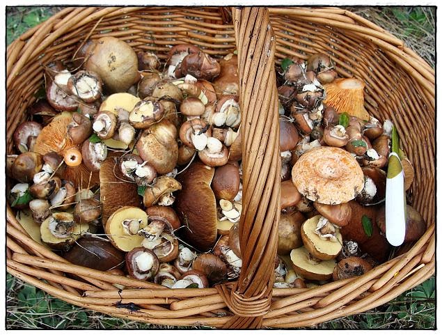 Katerina&Kuchnia: MARYNOWANE GRZYBY LEŚNE- MAŚLAKI, RYDZE, PRAWDZIWKI ...