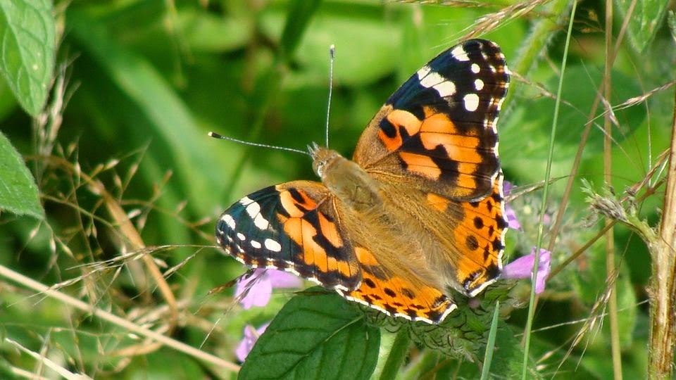 Butterflies from Romania: Vanessa cardui