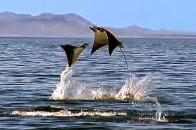 Mi preparación en el Colegio de Bachilleres: Las mantarrayas.