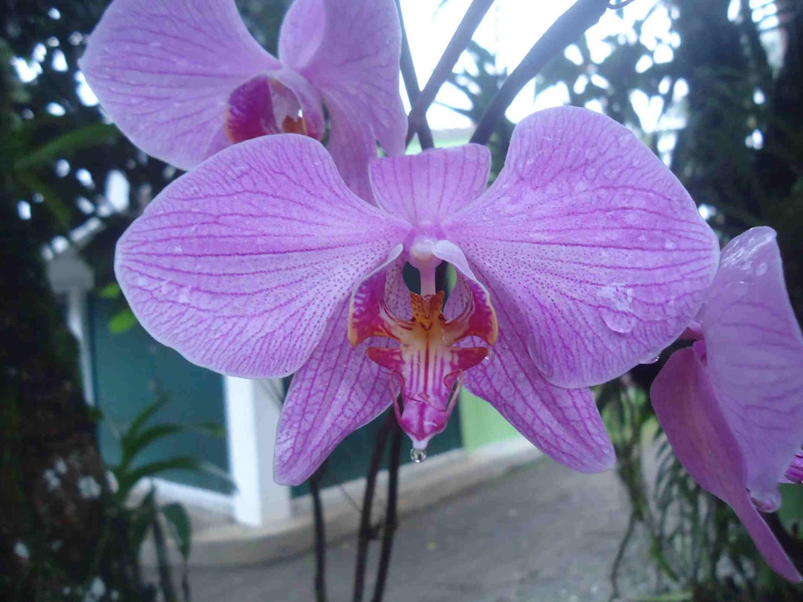 SEJUTA PESONA BUNGA ANGGREK BULAN UNGU MUDA - Rumah Daun Muda