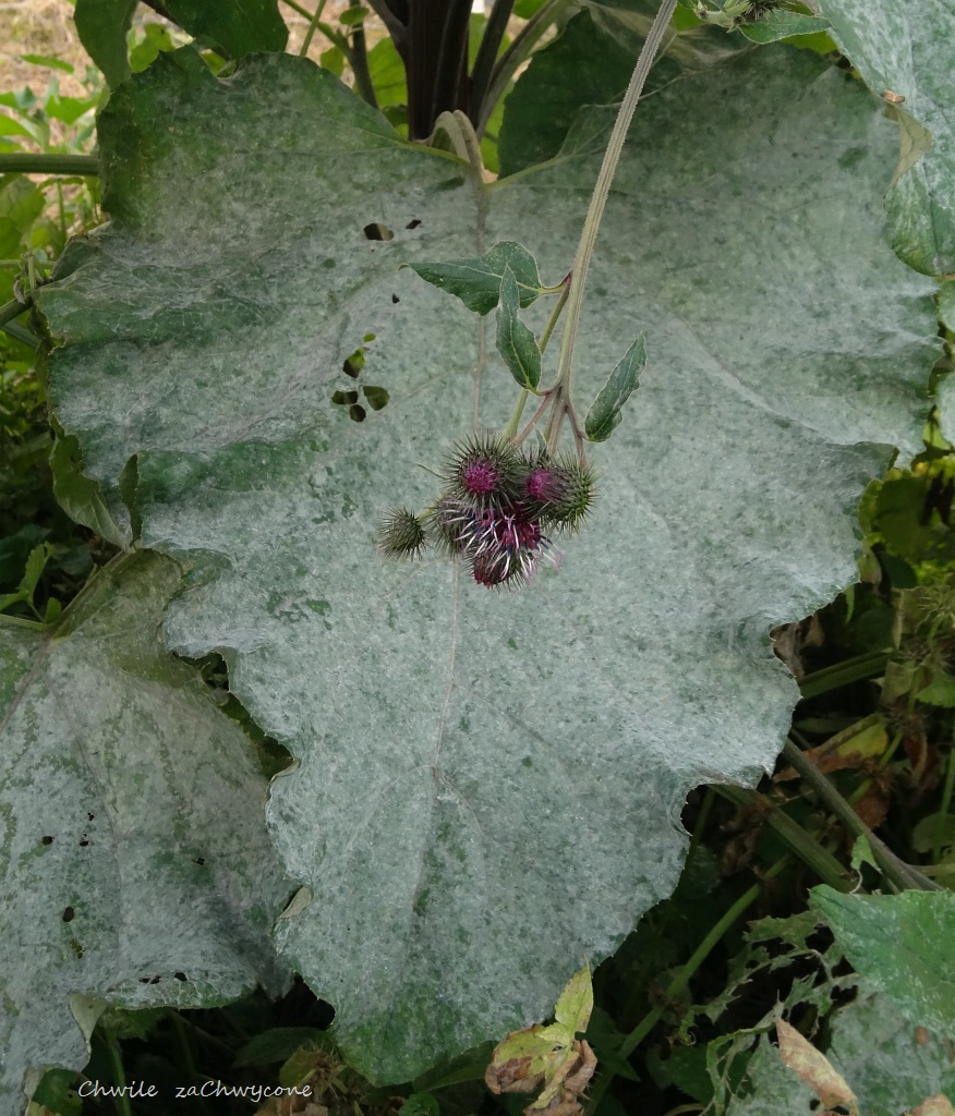 Chwile zaChwycone: Łopian większy też kwitnie