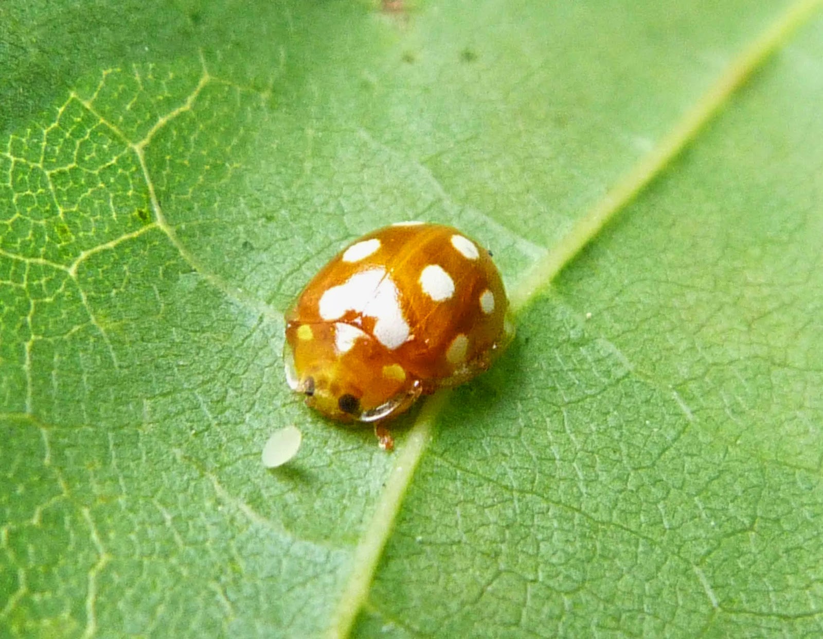 Insects of Scotland: Ladybirds