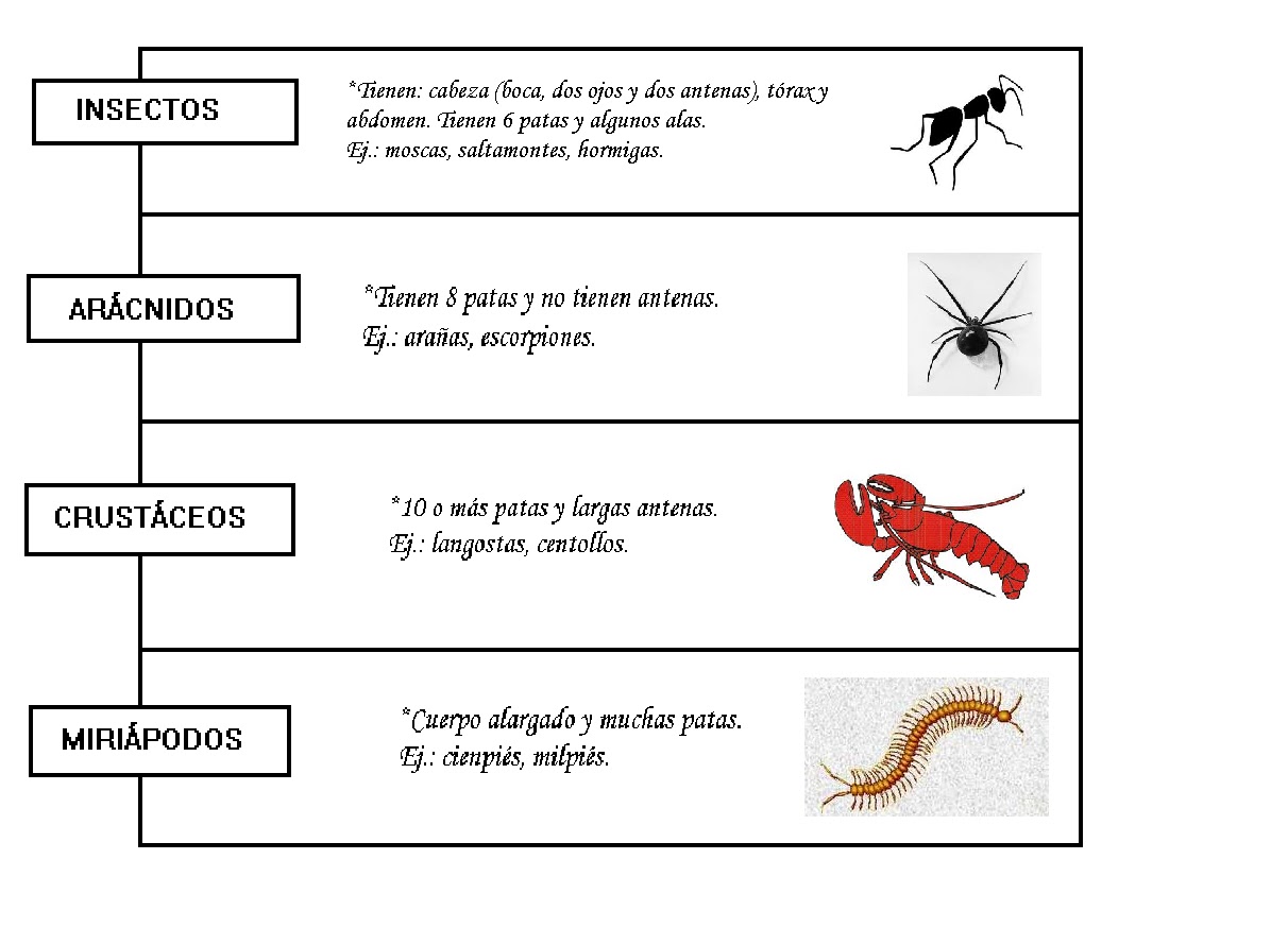 Ciencia al Dia: REINO ANIMAL ARTROPODOS