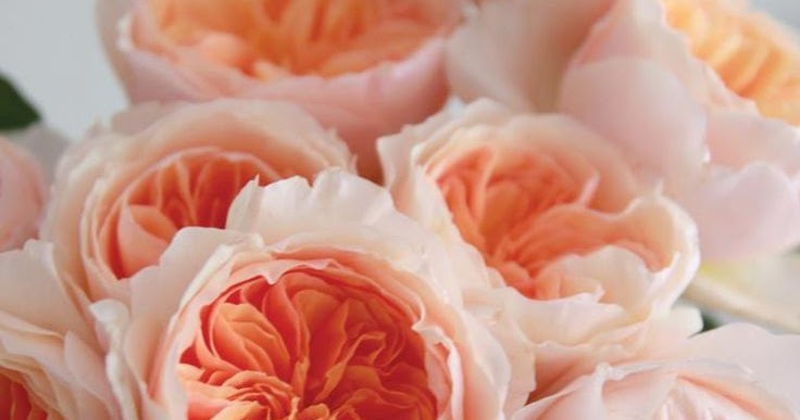 Amore Flowers~ www.AmoreFlowersbyKatie.com: Adam & Alex- Zephyr Cover ...