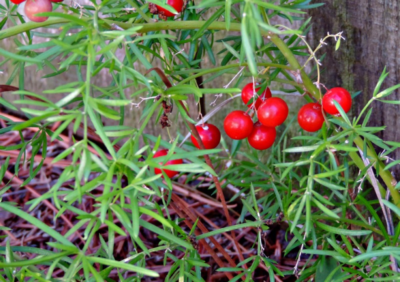 Evergreen Shrubs With Red Berries In Winter Télécharger | Unique PhotoPNG