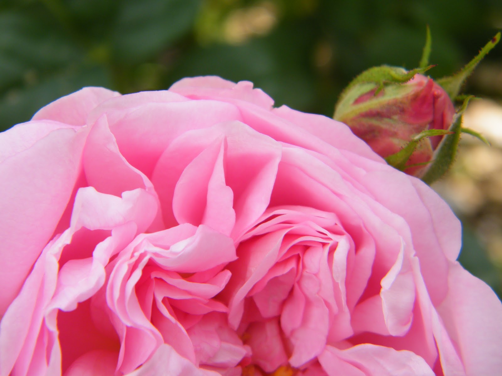 The Garden Diaries: Rose Balling: Rosa Eglantyne
