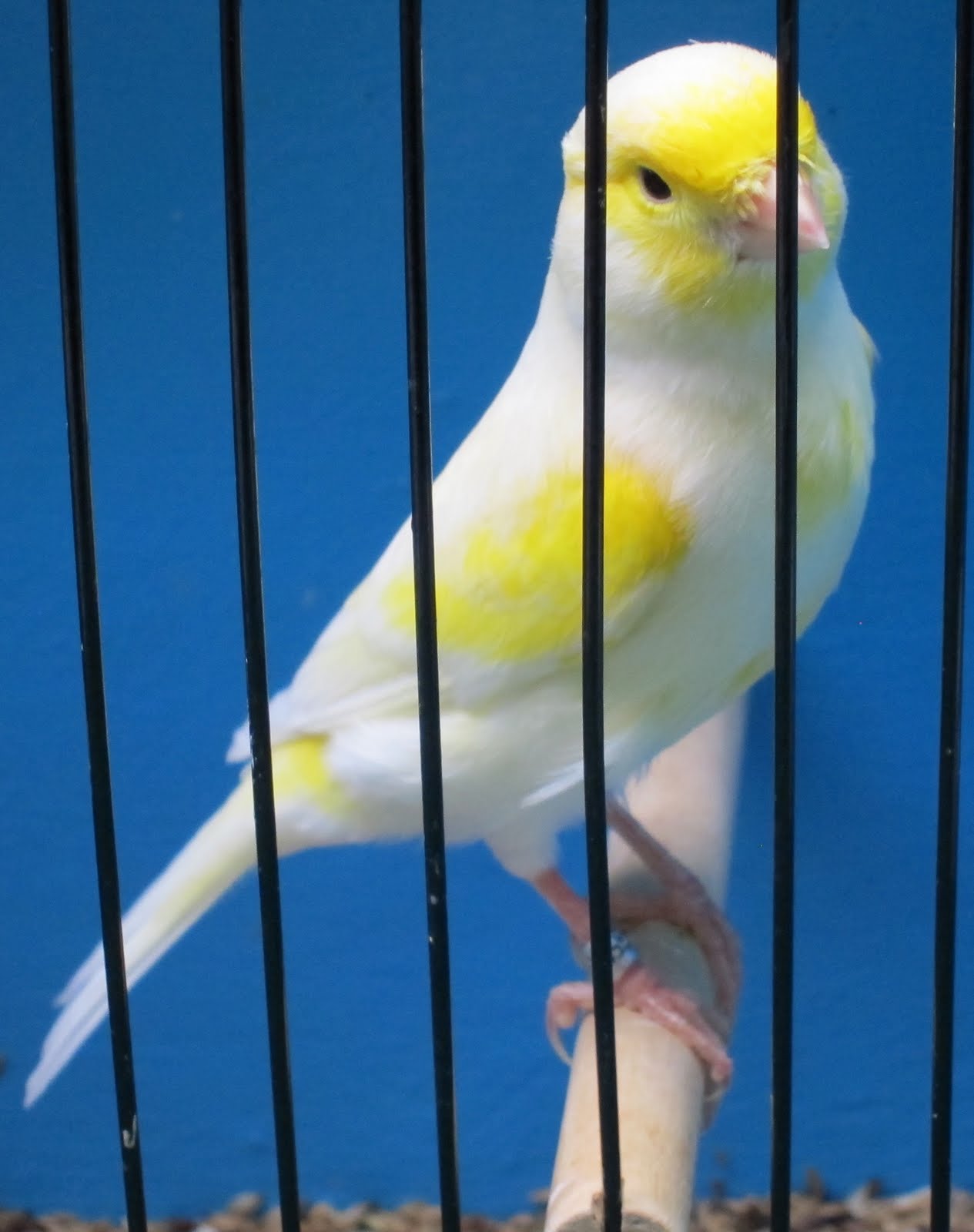 Canary Tales: Winners Florida Canary fanciers Bird Show