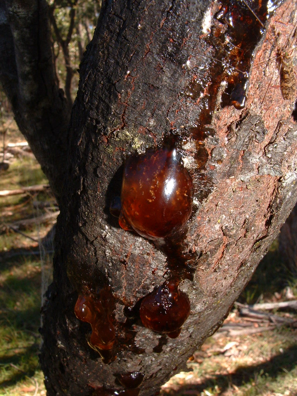 A Woodsrunner's Diary: The Wattle As Food and Etc.