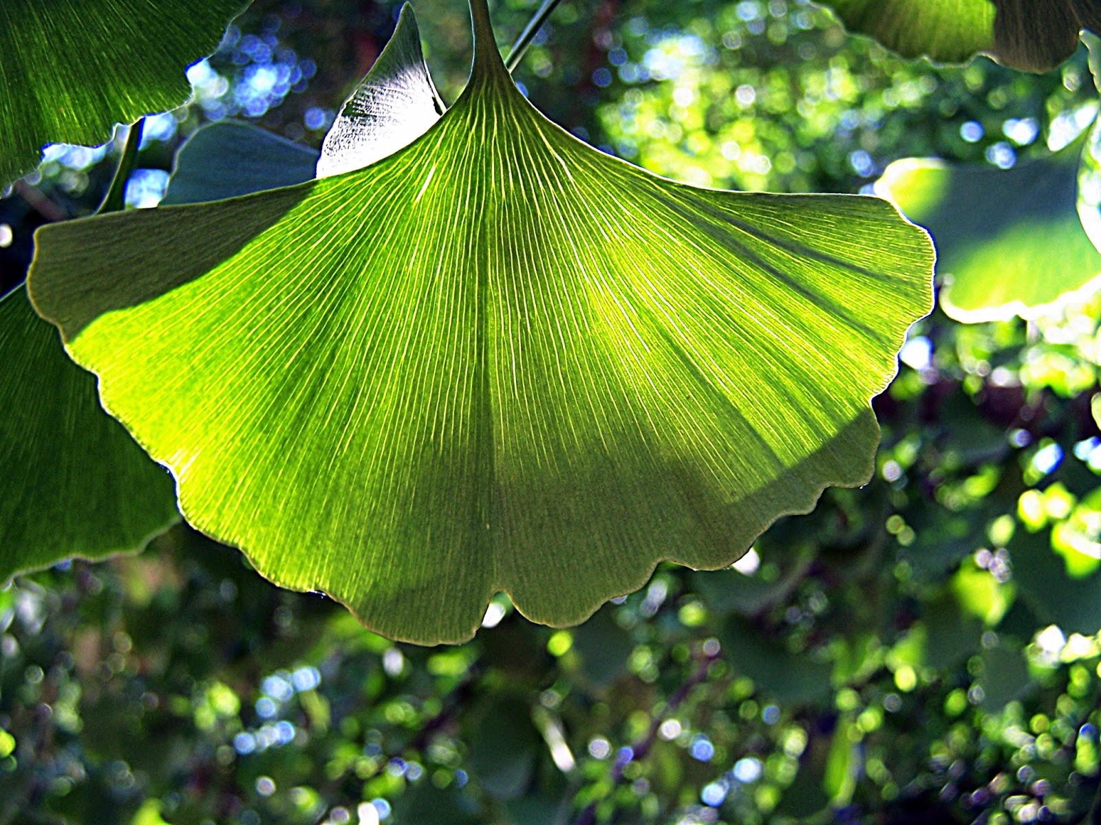 Galefod: GINGKO BILOBA