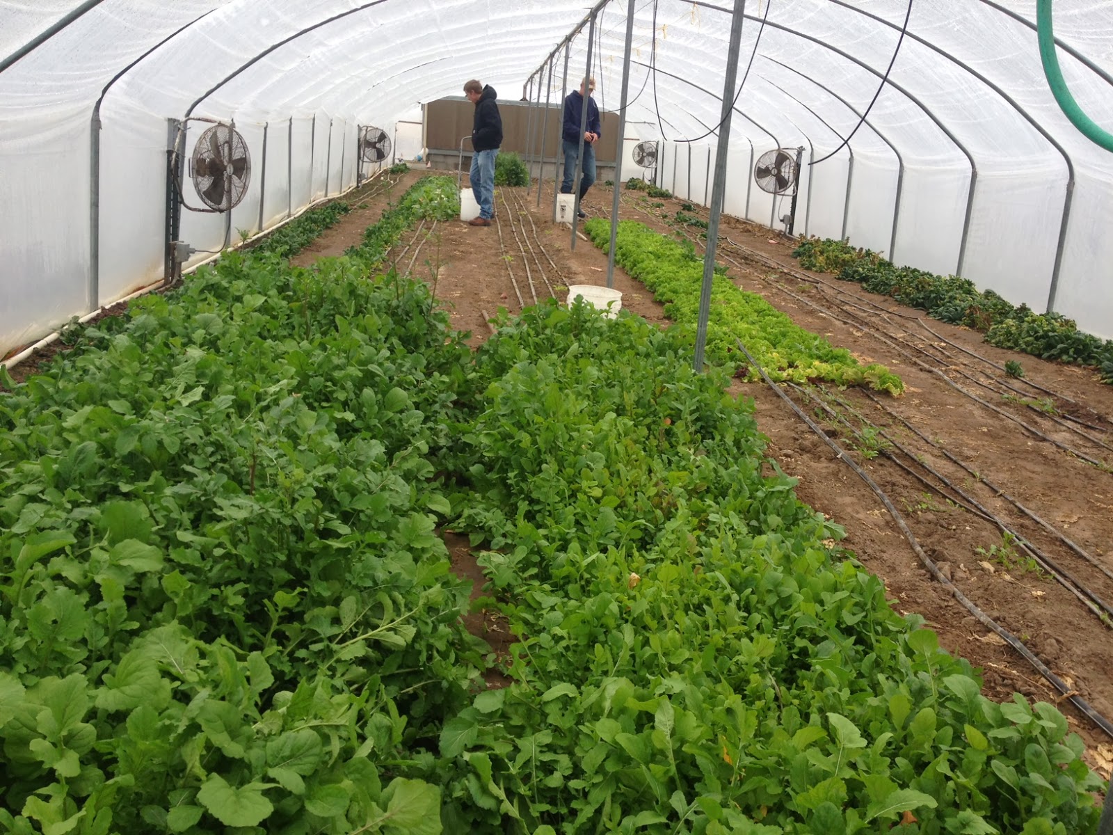 Cache Valley Agriculture Weekly