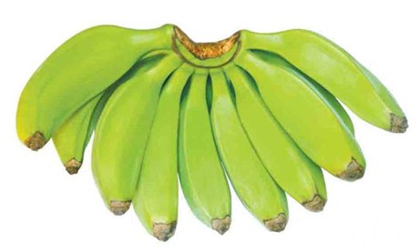 EL RULO, PRIMO CASI OLVIDADO DEL PLATANO Y EL GUINEITO - Gazcue Es Arte