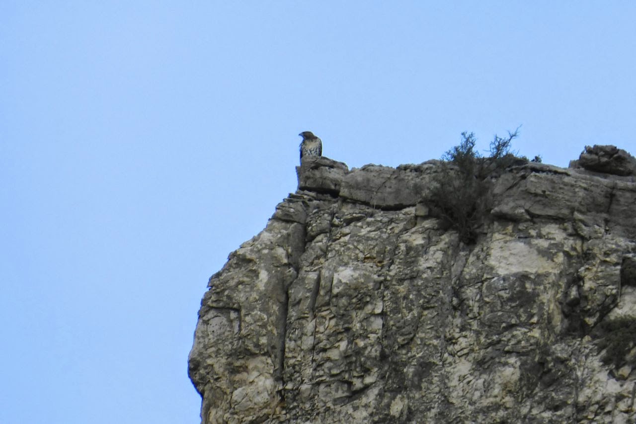 Greg's Running Adventures: Bush Mt (Guadalupe Mountains National Park)
