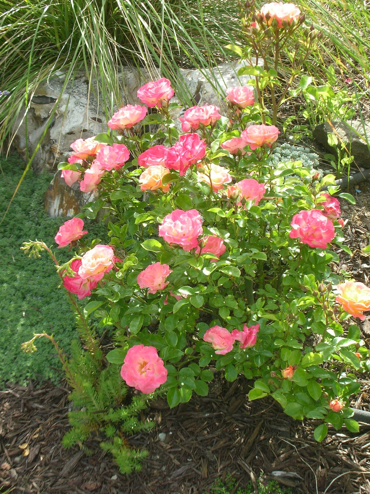 Julia's Gardens: Rosa 'Peach Drift'