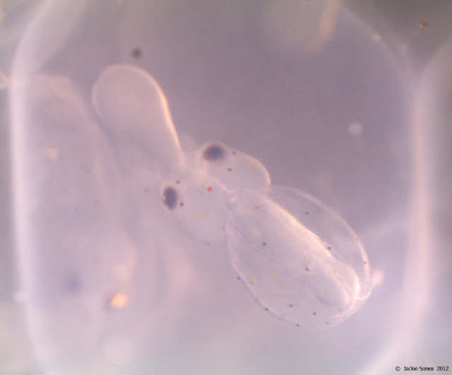 The Natural History of Bodega Head: Pigments and pens