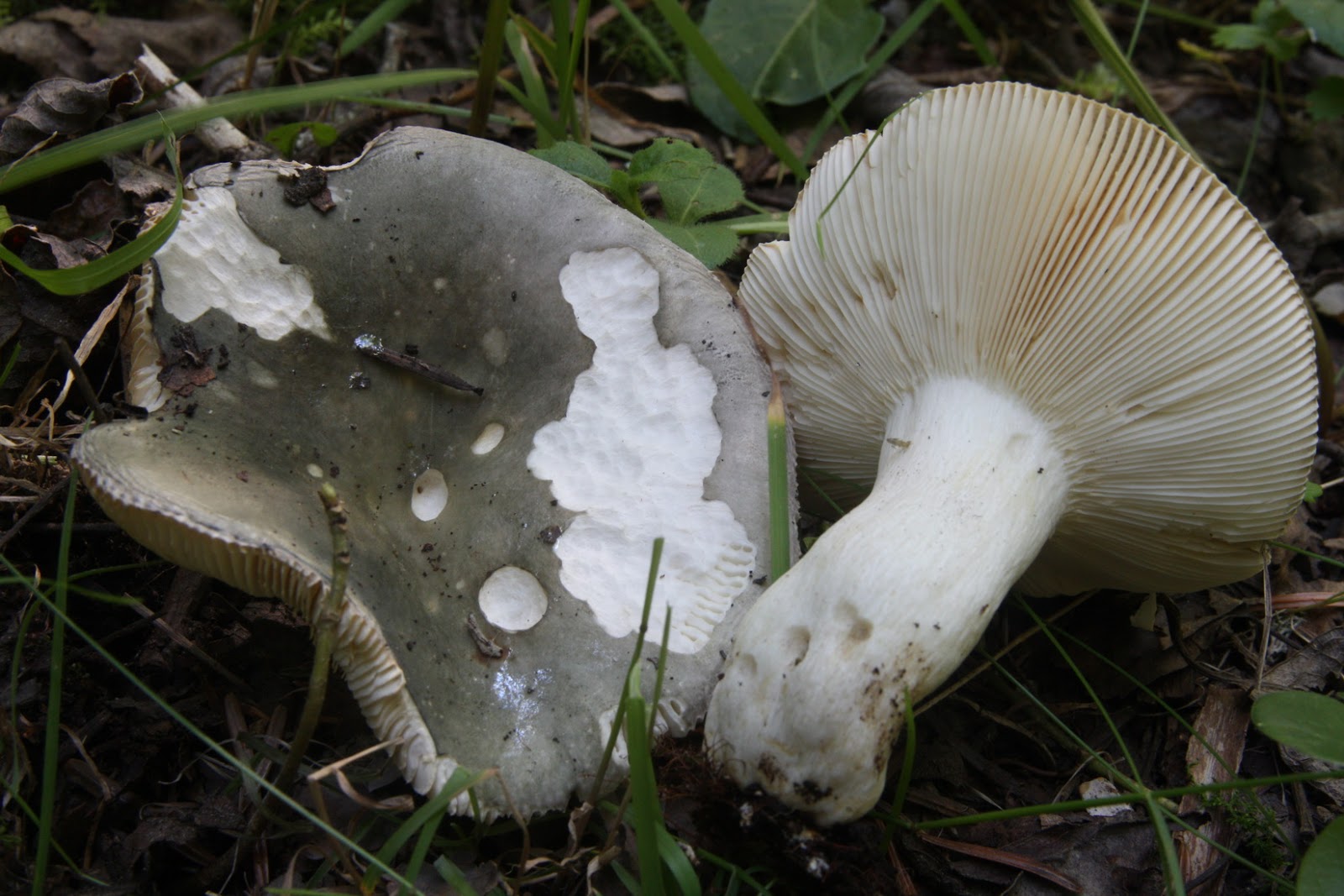 El mundo microscópico de los hongos: Russula grisea (Persoon) Fries