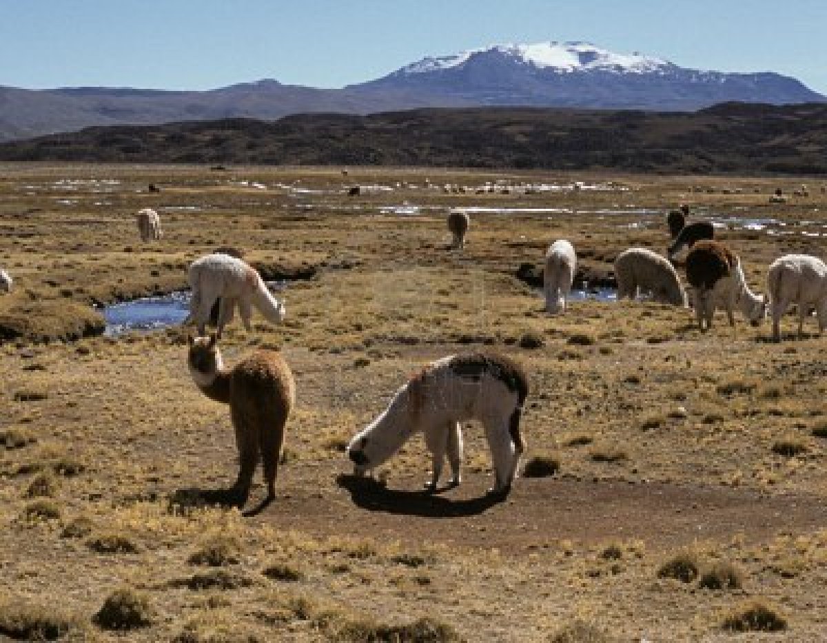 aMéRiCa LaTiNa !!!: La Puna