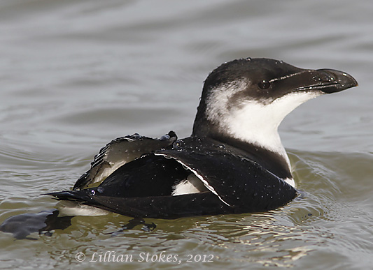 Birding Is Fun!: Flying Penguins, Dead Razorbills and the Big Birding ...