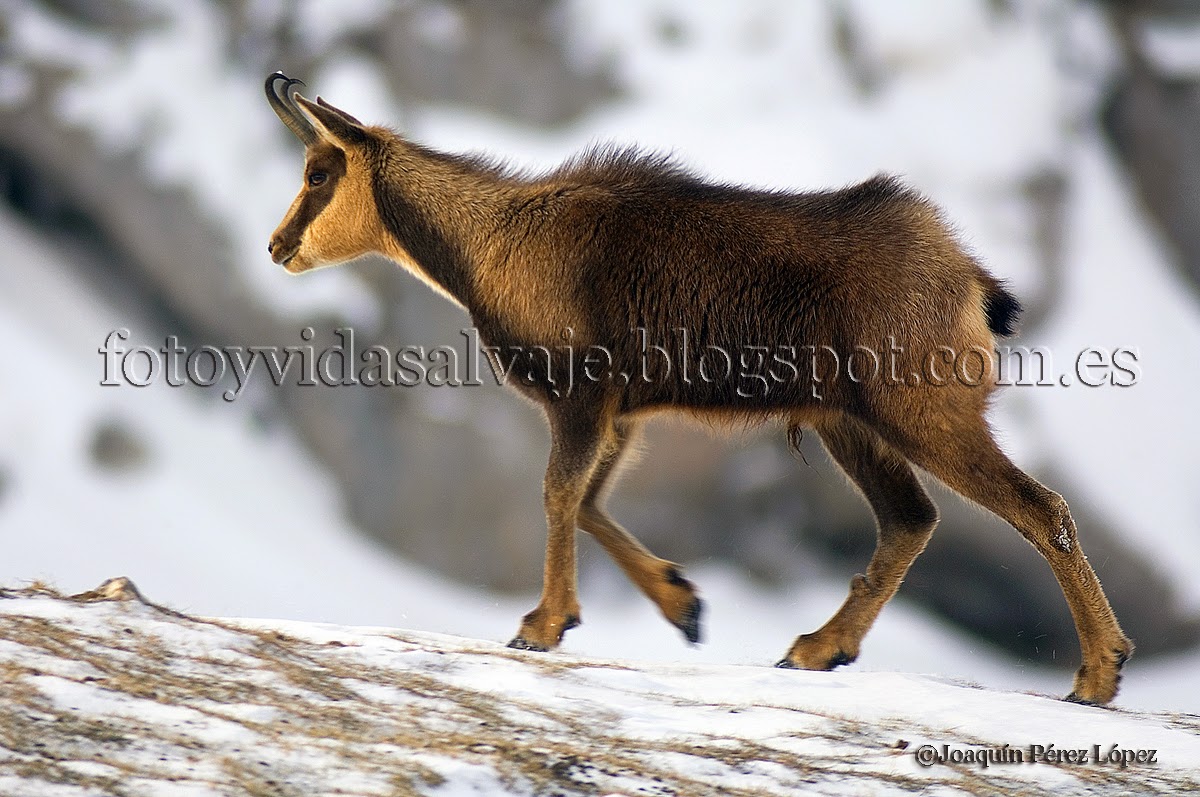 FOTO Y VIDA SALVAJE: El rebeco cantábrico (Rupicapra pyrenaica parva)