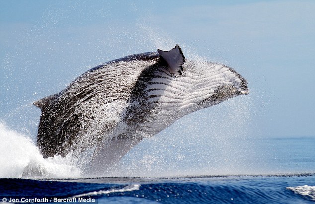 White Wolf : The baby humpback which appears to levitate in incredible snap